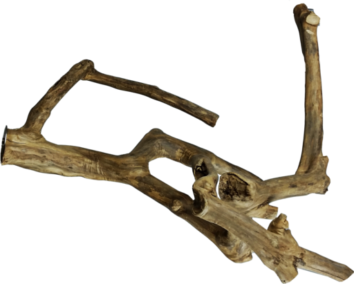 java tree bird perch